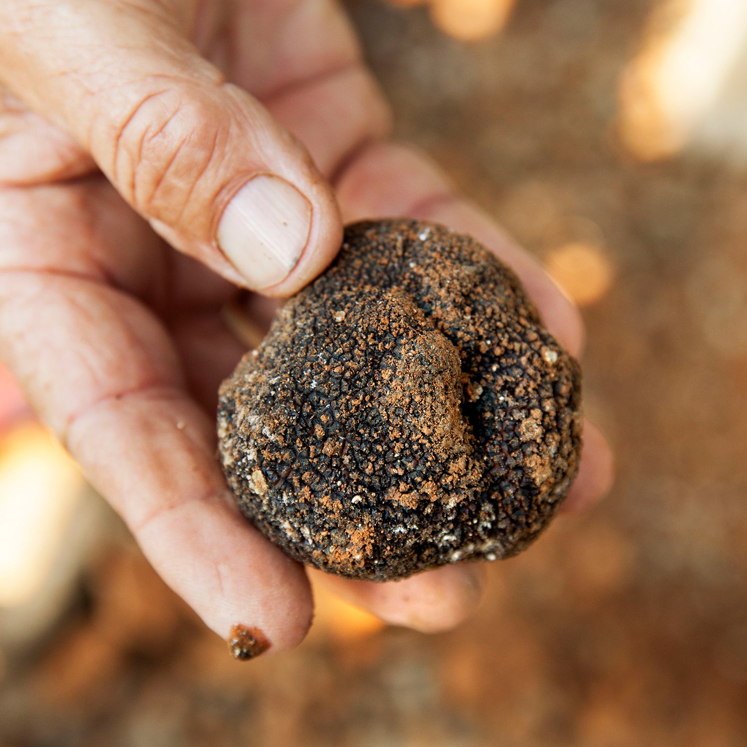 Buy Black Truffle | TOP Quality Fresh Truffles – SHOP EU